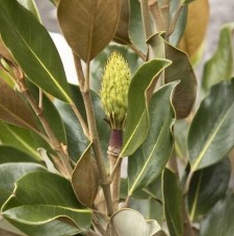 Little Gem Magnolia | Star Nursery Garden and Rock Centers