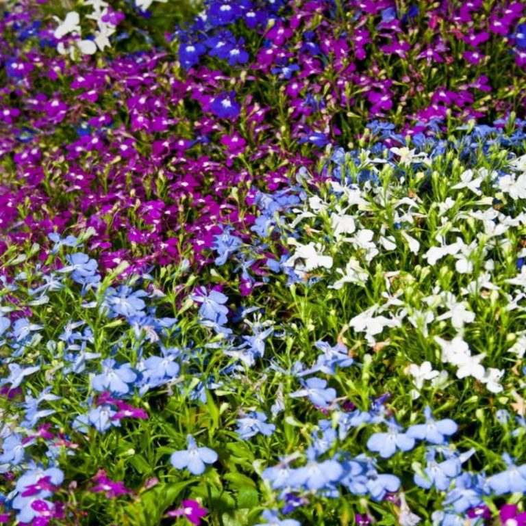Lobelia Mix | Star Nursery Garden and Rock Centers