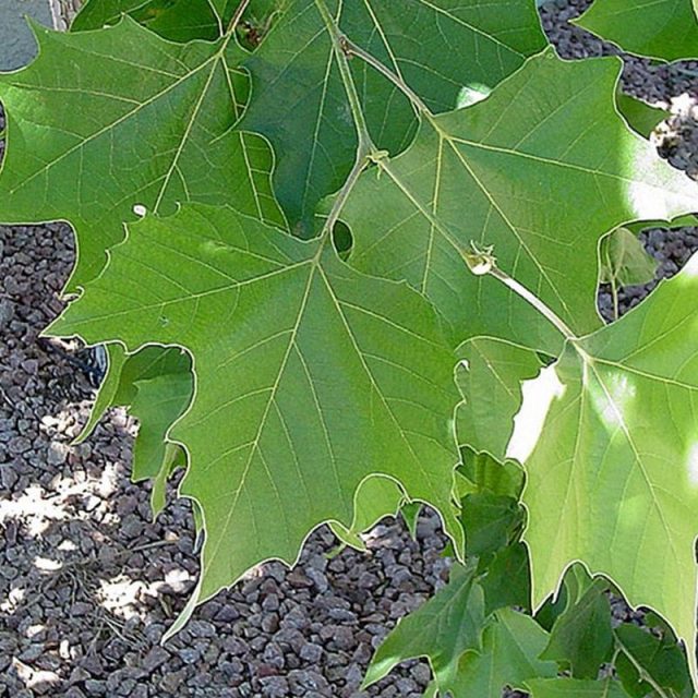 London Plane Tree | Star Nursery Garden and Rock Centers