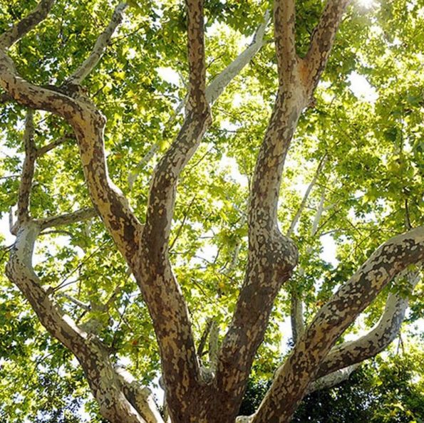 London Plane Tree | Star Nursery Garden and Rock Centers