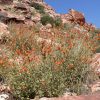 Louis Hamilton Globe Mallow | Star Nursery Garden and Rock Centers