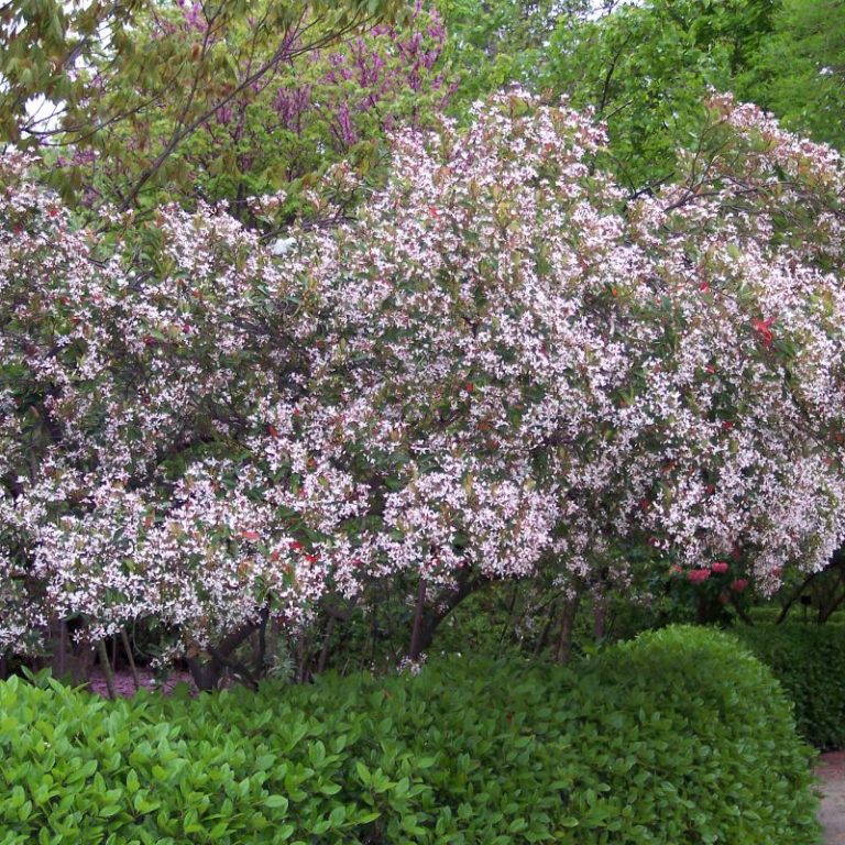 Majestic Beauty Hawthorn | Star Nursery Garden and Rock Centers