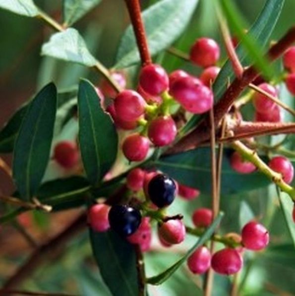 Mastic Tree Low Branch | Star Nursery Garden and Rock Centers