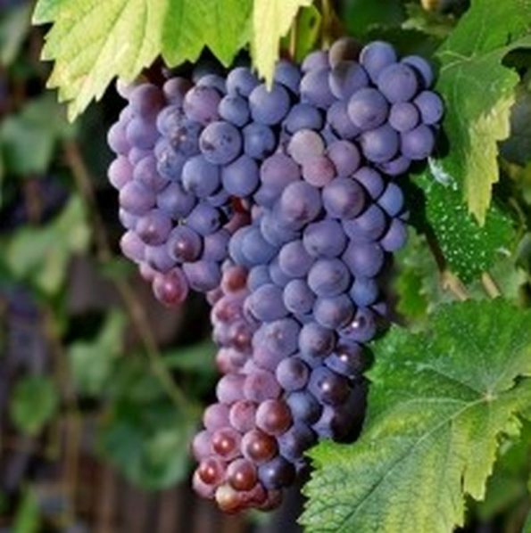 Merlot Grape | Star Nursery Garden and Rock Centers