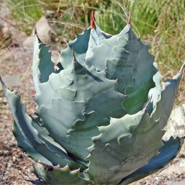 Mescal Agave | Star Nursery Garden and Rock Centers