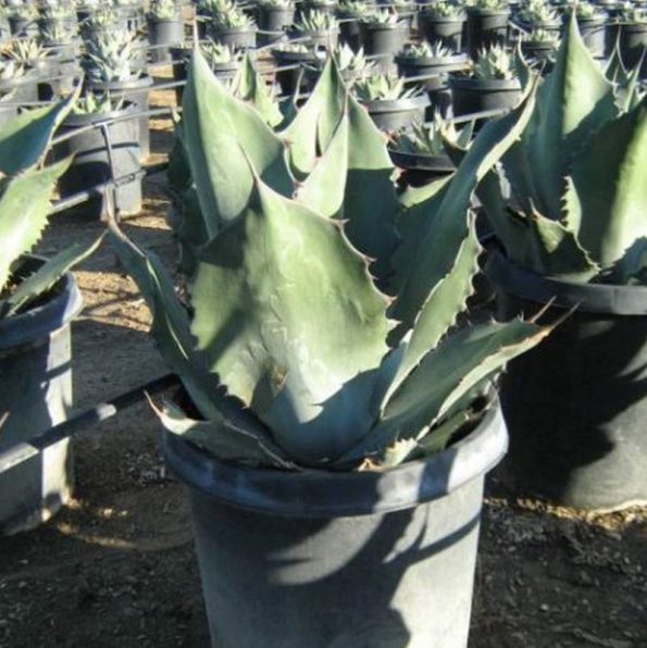 Mescal Agave | Star Nursery Garden and Rock Centers