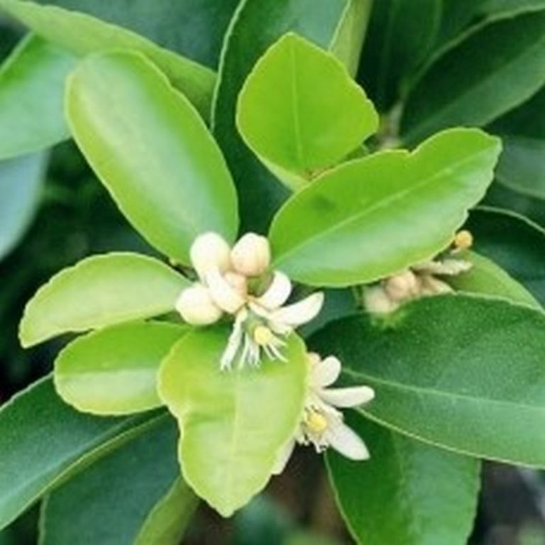 Mexican Lime Tree | Star Nursery Garden and Rock Centers