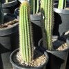 Mexican Organ Pipe Cactus | Star Nursery Garden and Rock Centers