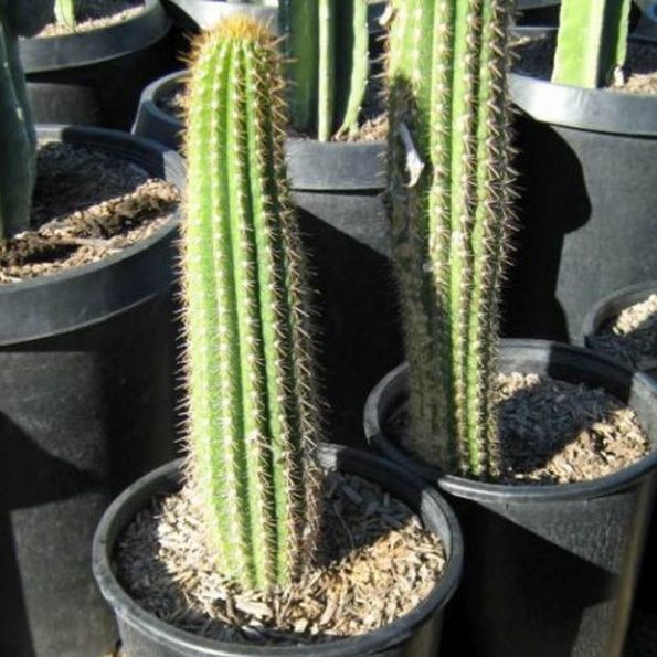 Mexican Organ Pipe Cactus | Star Nursery Garden and Rock Centers