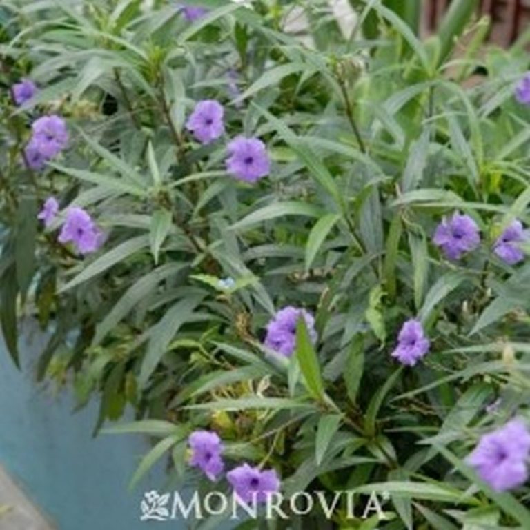 Mexican Petunia | Star Nursery Garden and Rock Centers