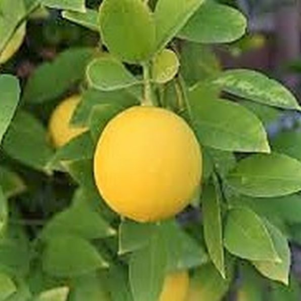 Meyer Lemon Tree | Star Nursery Garden and Rock Centers