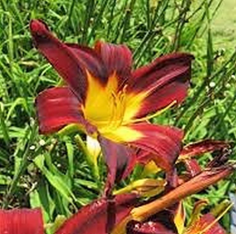 Ming Toy Red Daylily | Star Nursery Garden and Rock Centers