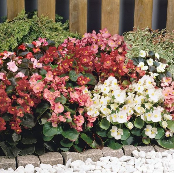 Mix Garden Begonia | Star Nursery Garden and Rock Centers