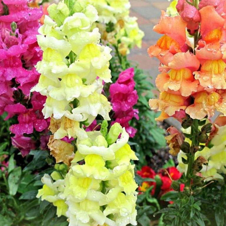Mix Snapdragon | Star Nursery Garden and Rock Centers