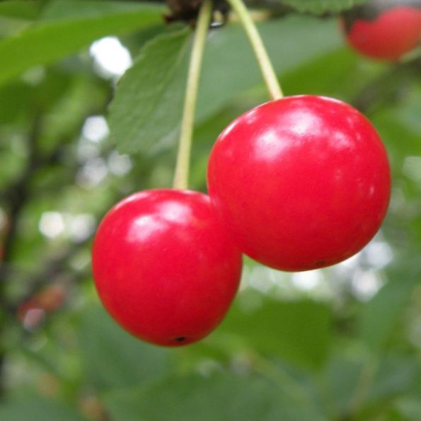 Montmorency Cherry | Star Nursery Garden and Rock Centers