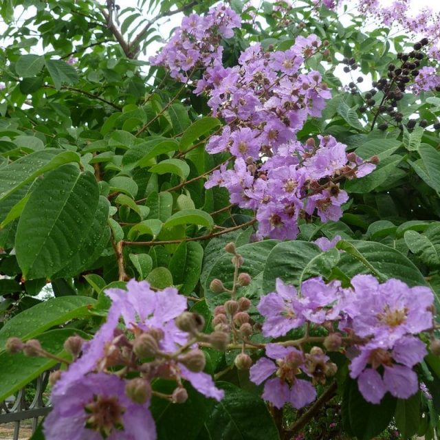 Muskogee Lavender Crape Myrtle Tree | Star Nursery Garden and Rock Centers