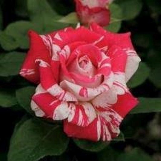 Neil Diamond Rose | Star Nursery Garden and Rock Centers