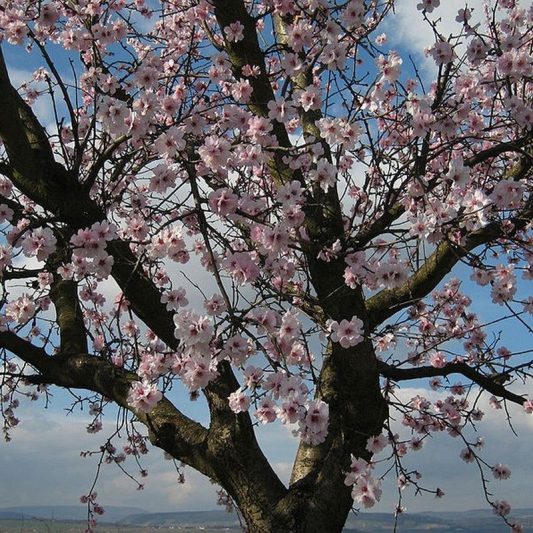 Nonpareil Almond | Star Nursery Garden and Rock Centers