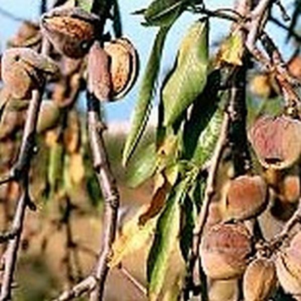 Nonpareil Almond | Star Nursery Garden and Rock Centers