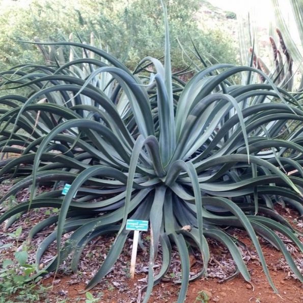 Octopus Agave