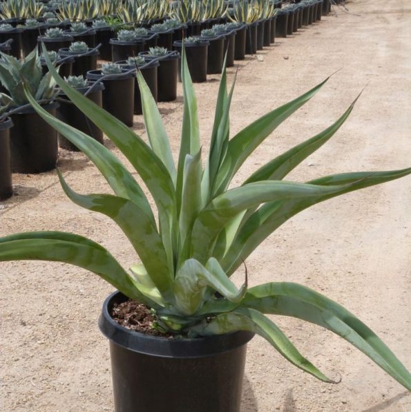 Octopus Agave | Star Nursery Garden and Rock Centers