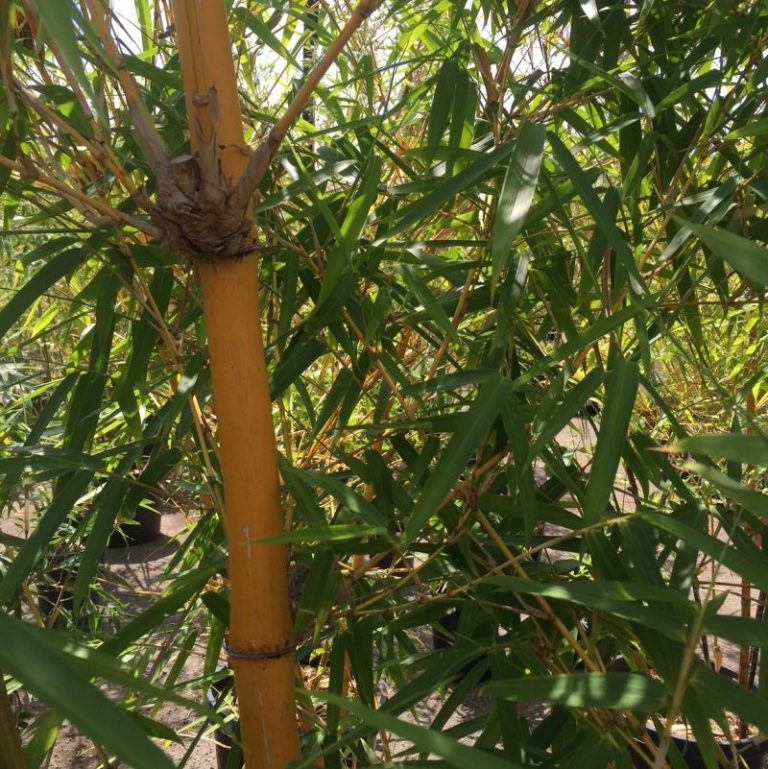 Oldham Bamboo | Star Nursery Garden and Rock Centers