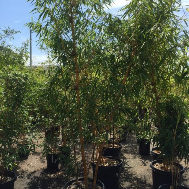 Oldham Bamboo | Star Nursery Garden and Rock Centers