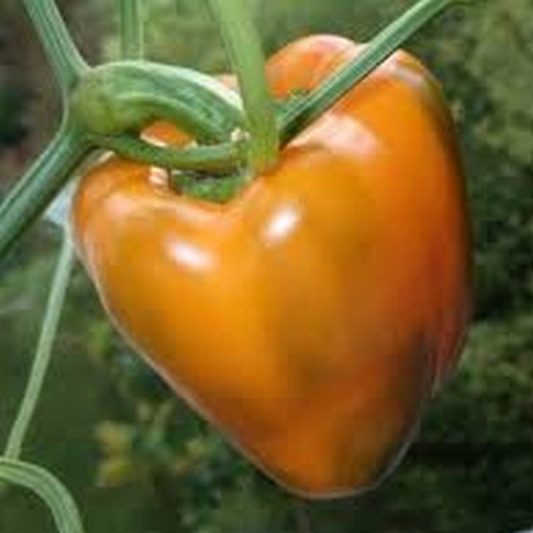 Orange Bell Pepper | Star Nursery Garden and Rock Centers