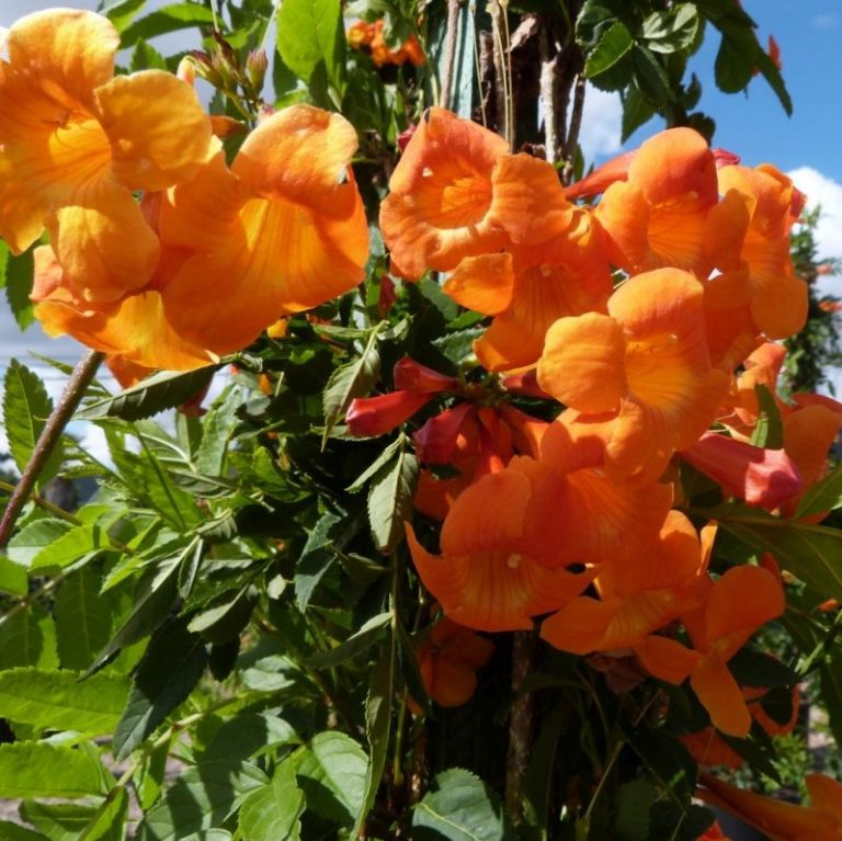 Orange Jubilee Bells | Star Nursery Garden and Rock Centers
