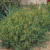 Outback Cassia | Star Nursery Garden and Rock Centers