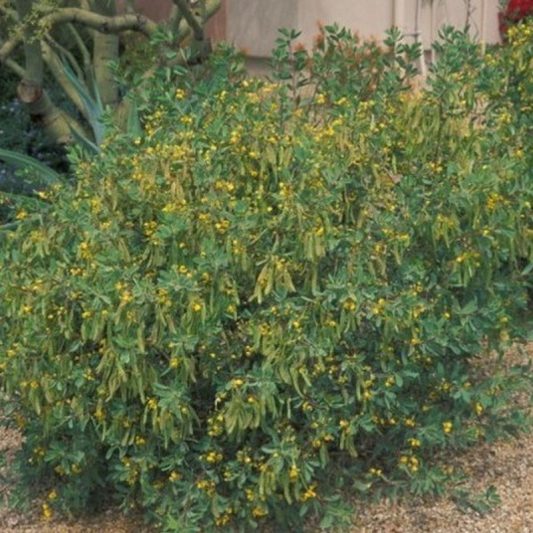 Outback Cassia | Star Nursery Garden and Rock Centers