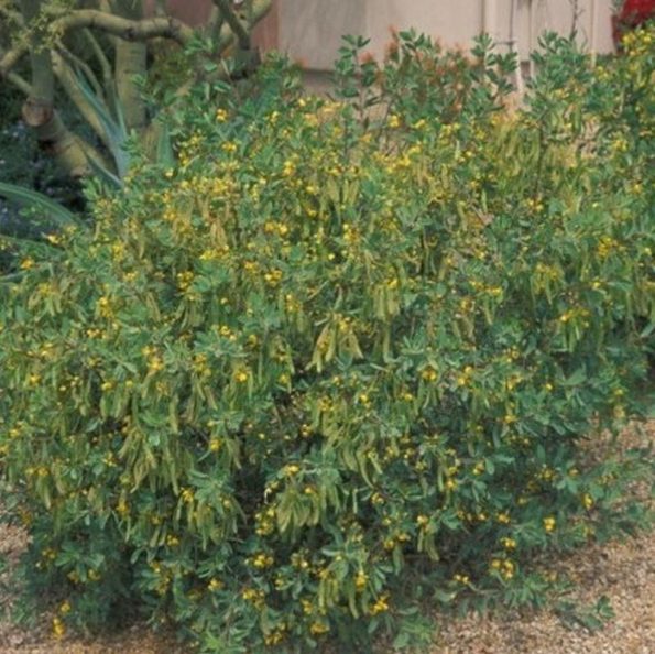 Outback Cassia | Star Nursery Garden and Rock Centers