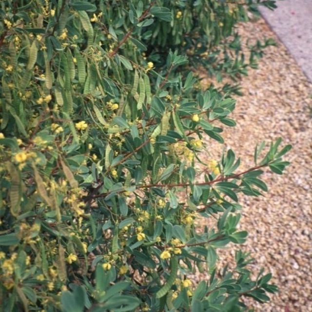 Outback Cassia | Star Nursery Garden and Rock Centers