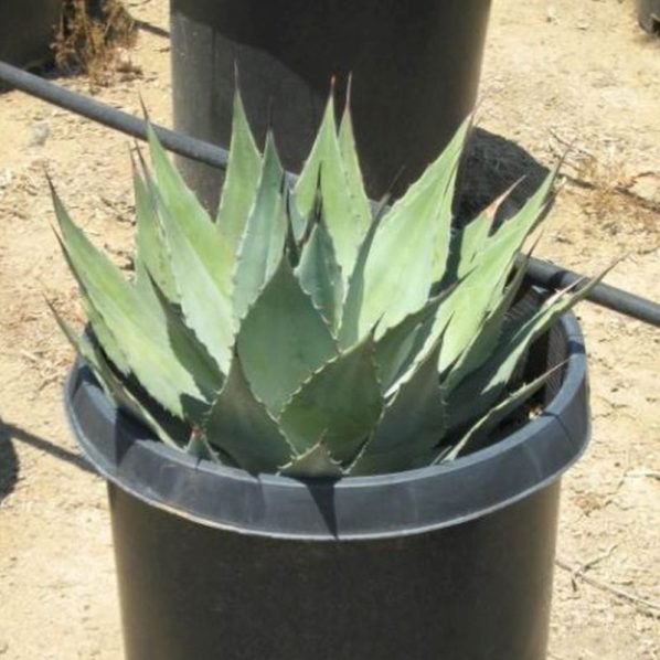 Parrys Agave | Star Nursery Garden and Rock Centers