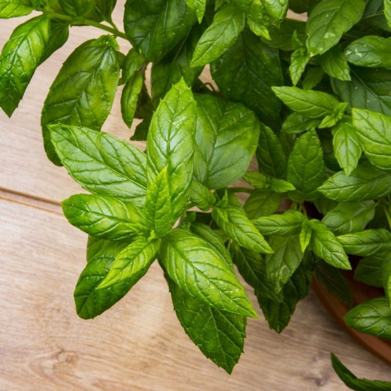 Peppermint | Star Nursery Garden and Rock Centers