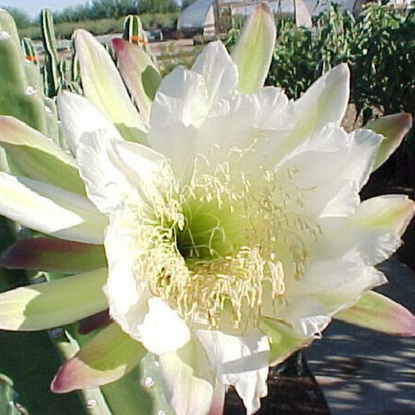 Peruvian Apple Cactus | Star Nursery Garden and Rock Centers