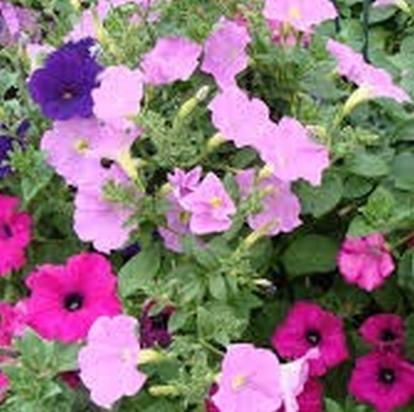 Petunia Mix | Star Nursery Garden and Rock Centers
