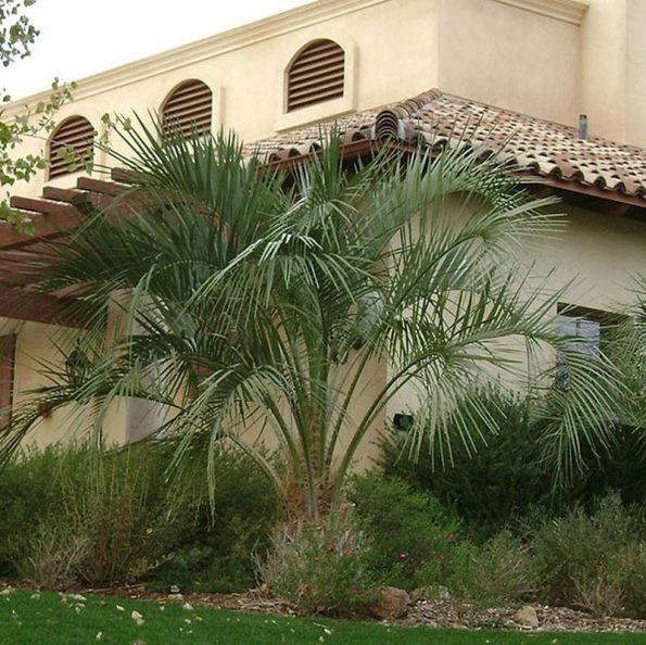 Pindo Palm | Star Nursery Garden and Rock Centers