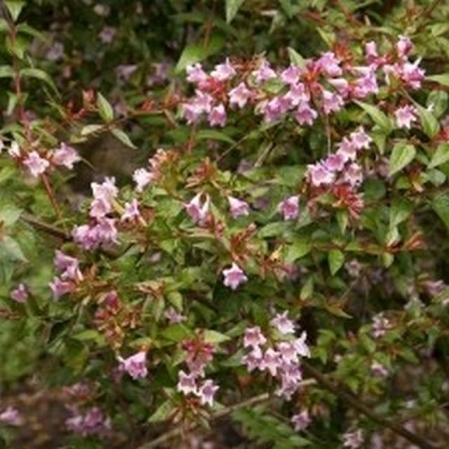 Pink Abelia | Star Nursery Garden and Rock Centers