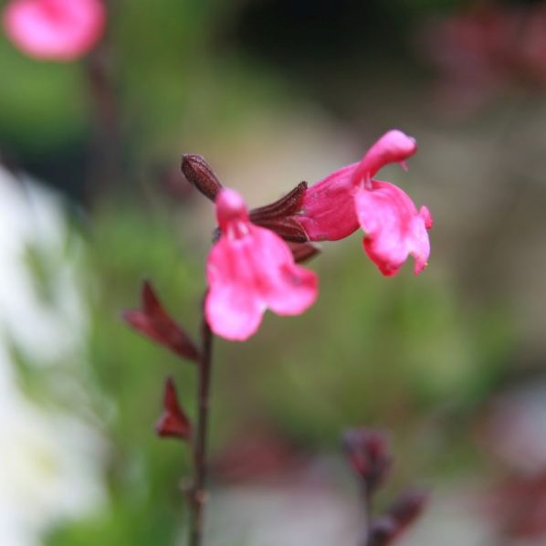 Pink Autumn Sage | Star Nursery Garden and Rock Centers