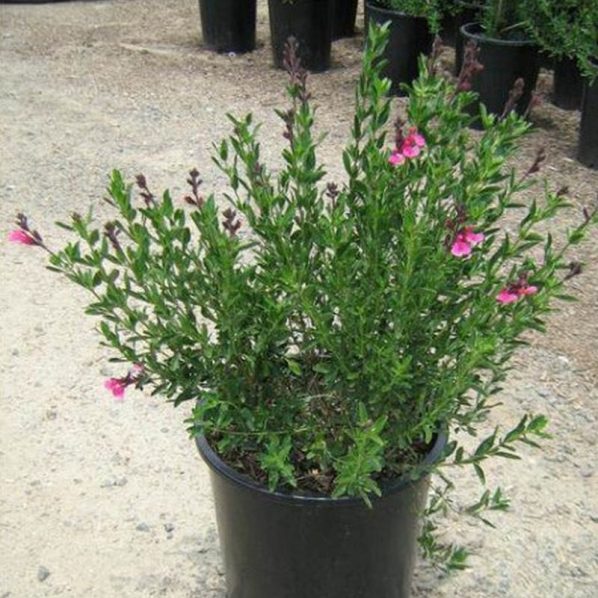 Pink Autumn Sage | Star Nursery Garden and Rock Centers