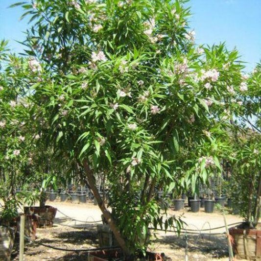 Pink Dawn Chitalpa Tree | Star Nursery Garden and Rock Centers
