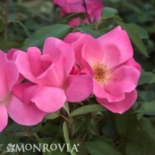 Pink Knock Out Rose | Star Nursery Garden and Rock Centers