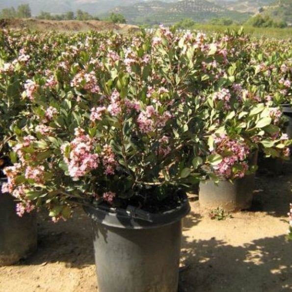 Pink Lady Hawthorn | Star Nursery Garden and Rock Centers