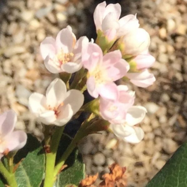 Pinkie Hawthorn | Star Nursery Garden and Rock Centers