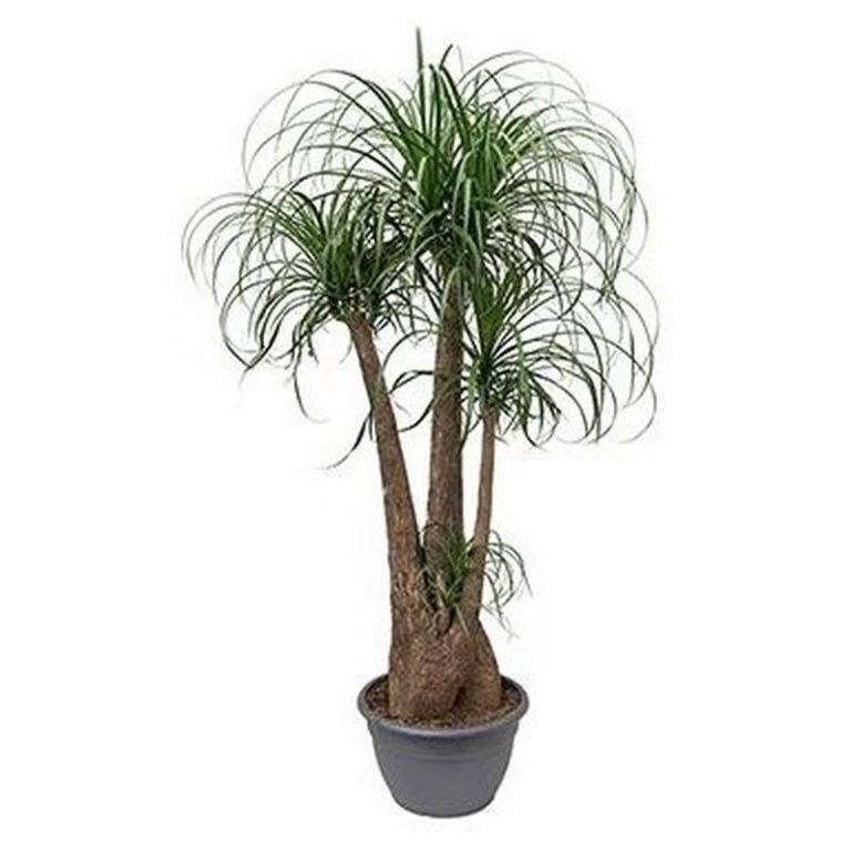 Ponytail Palm Star Nursery Garden And Rock Centers ponytail-palm-star-nursery-garden-and-rock-centers