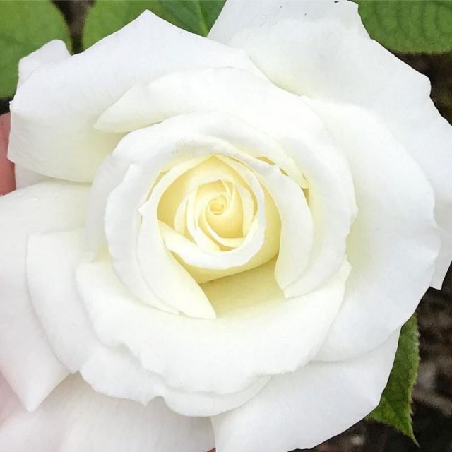 Pope John Paul II Rose | Star Nursery Garden and Rock Centers