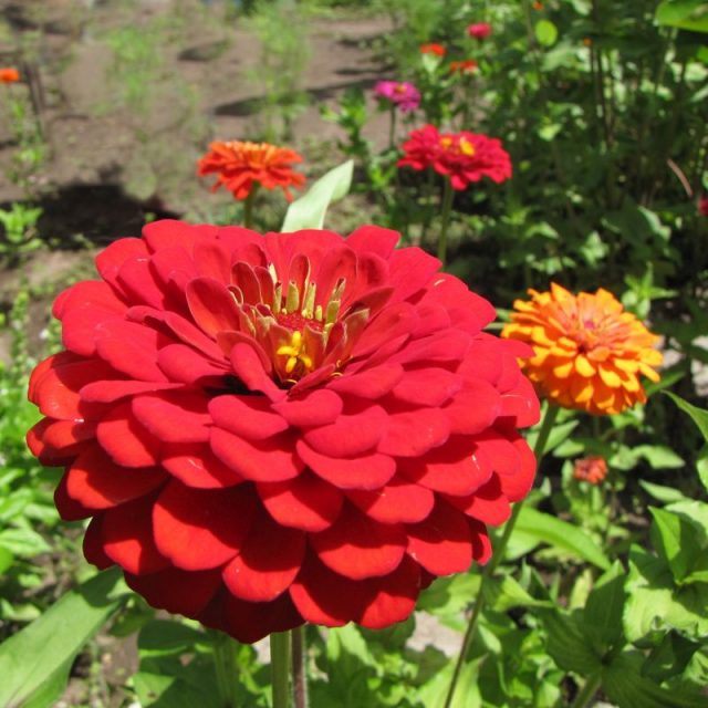 Profusion Zinnia | Star Nursery Garden and Rock Centers