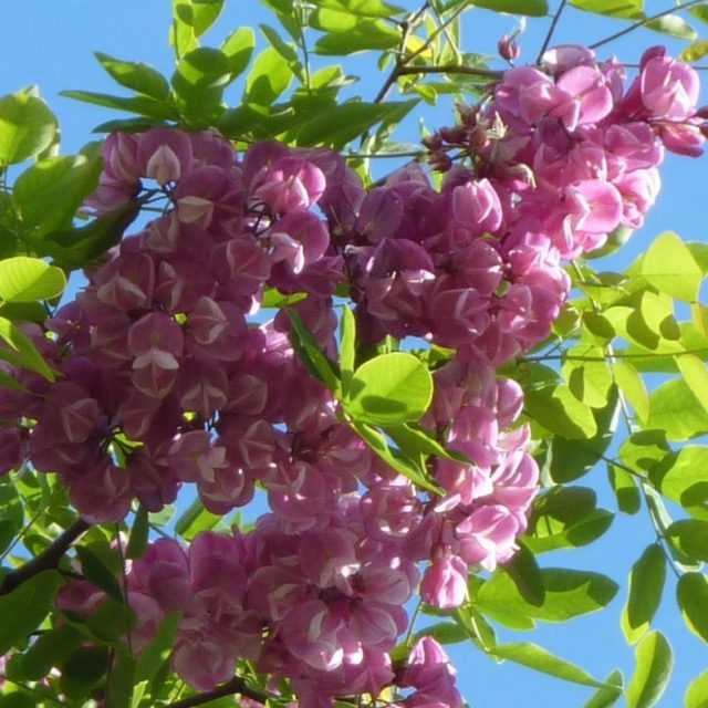 Purple Robe Locust | Star Nursery Garden and Rock Centers