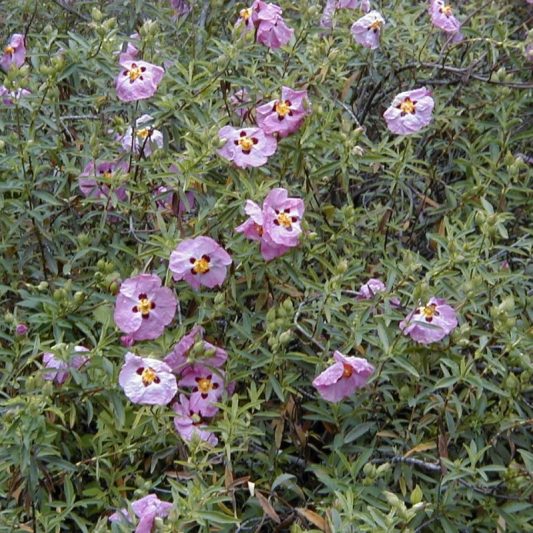 Purple Rockrose | Star Nursery Garden and Rock Centers